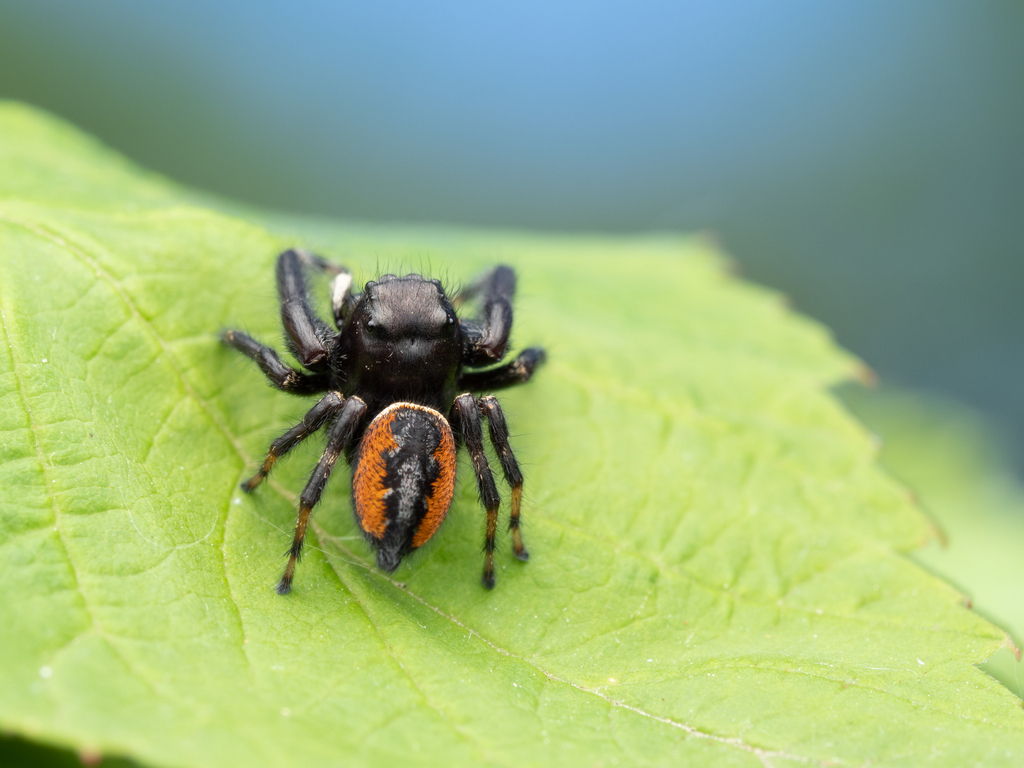 Brilliant Jumping Spider from Muskego, WI, USA on June 27, 2022 at 12: ...