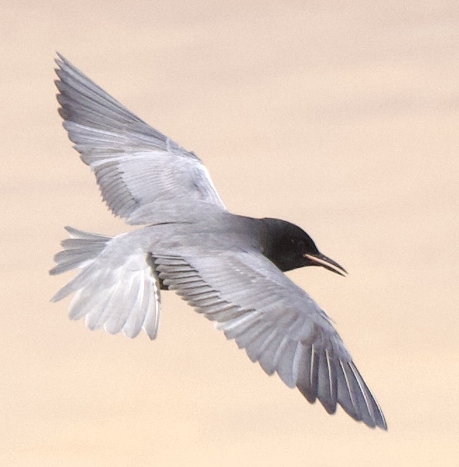 American Black Tern from Northumberland Coast AONB, Chathill, England ...