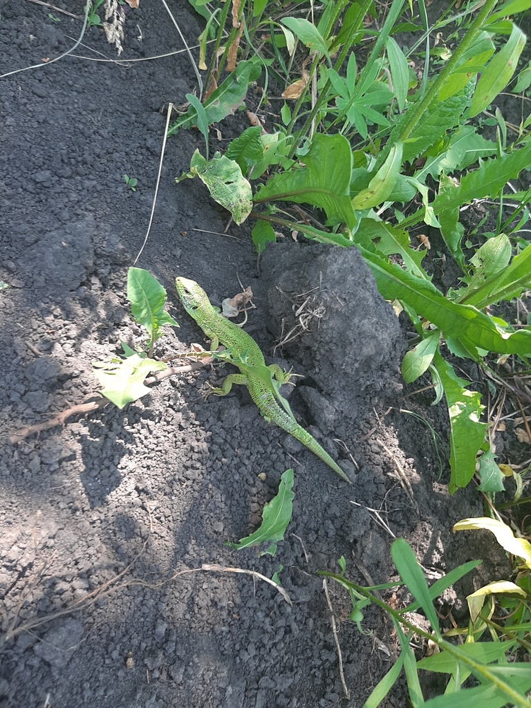 Sand Lizard in June 2022 by oleg84 · iNaturalist