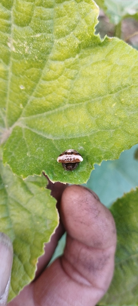 White-banded Bird-dropping Spider from Castries on June 27, 2022 at 08: ...