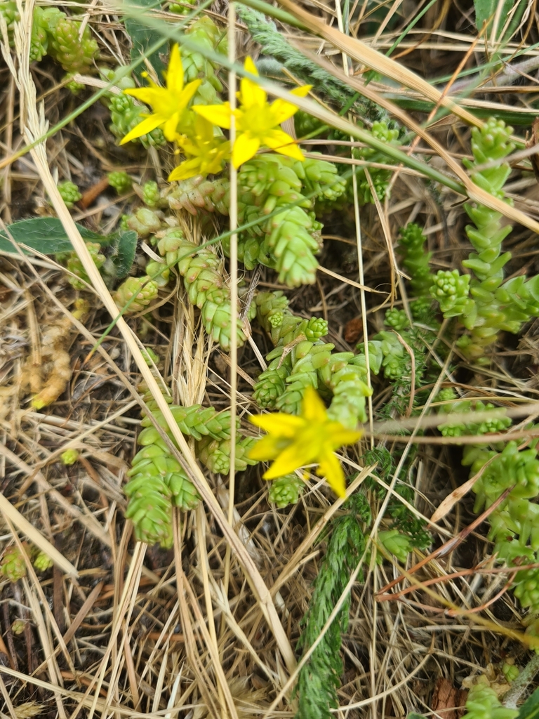 Biting Stonecrop from Crematorium, Colchester CO2 8RP, UK on June 28 ...