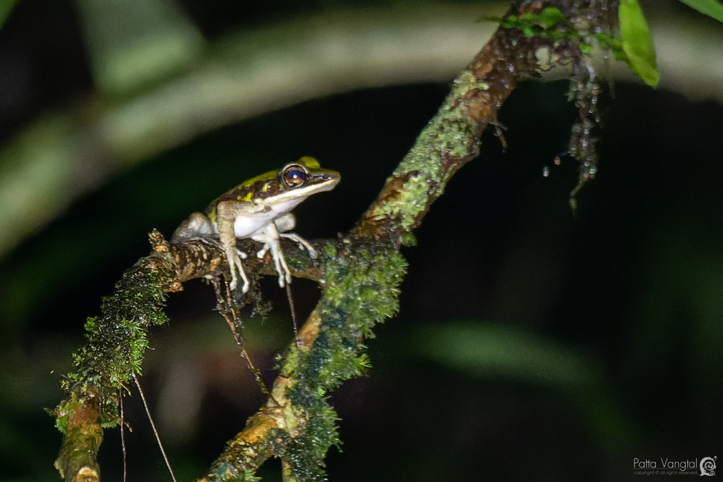 Poisonous Rock Frog from 4062, Tambon Phukhao Thong, Amphoe Sukhirin ...