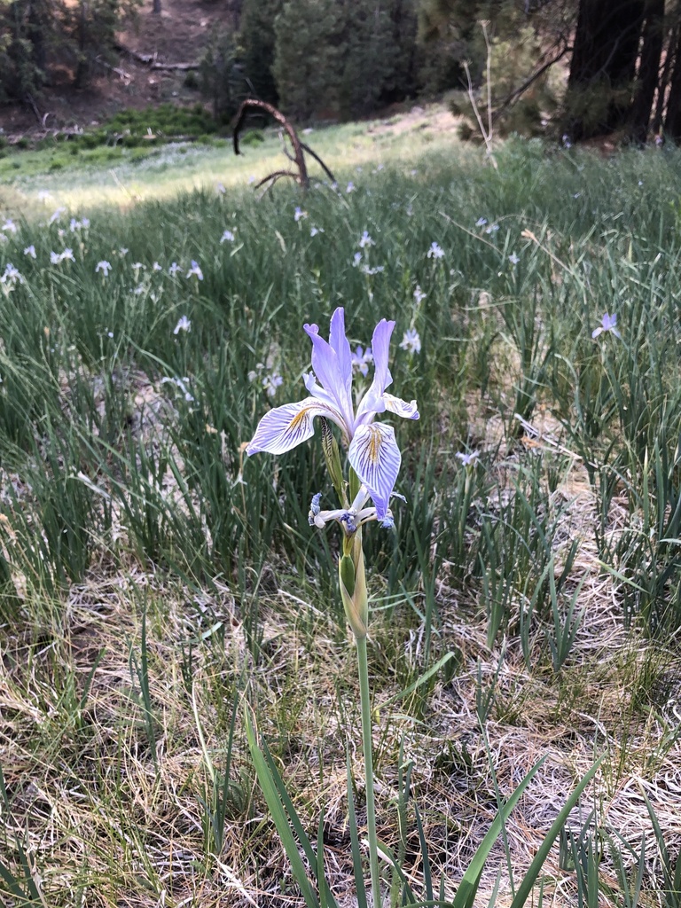 western blue flag from Los Padres National Forest, Frazier Park, CA, US ...