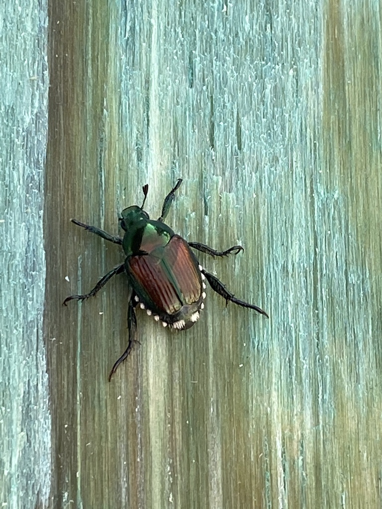 Japanese Beetle from Casey Dr, Knoxville, TN, US on June 28, 2022 at 08 ...