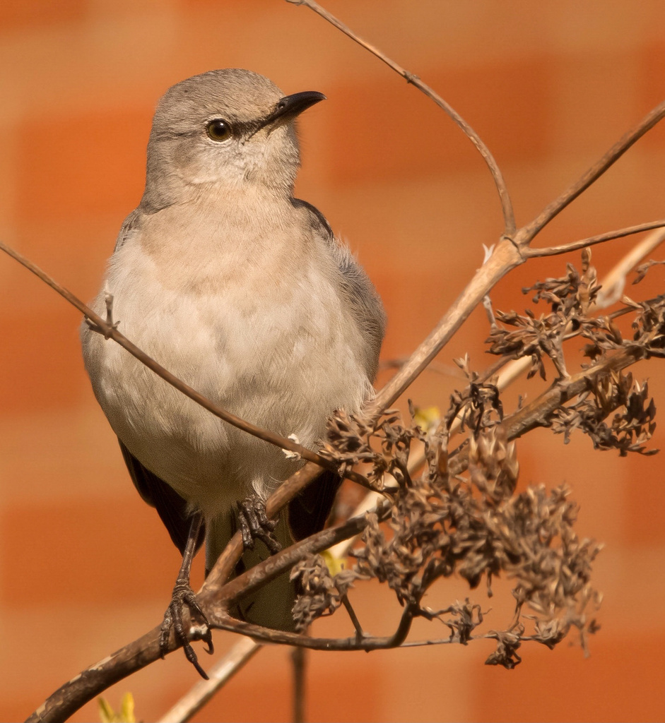 Northern Mockingbird from Long Park, Newbiggin-By-The-Sea, England, GB ...