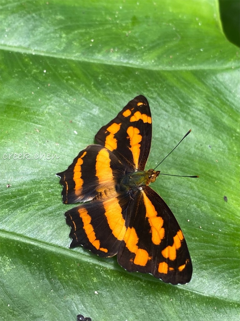 Common Jester from 礁溪鄉, TW on June 26, 2022 at 09:07 AM by creek ...