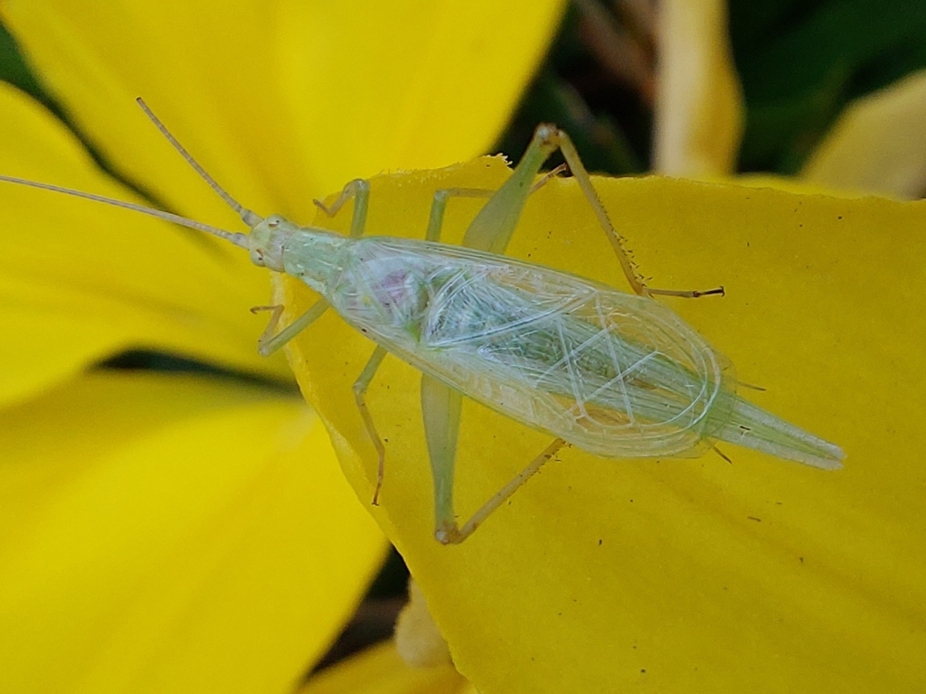 Common Tree Crickets from Perry, GA, USA on June 28, 2022 at 08:28 AM ...
