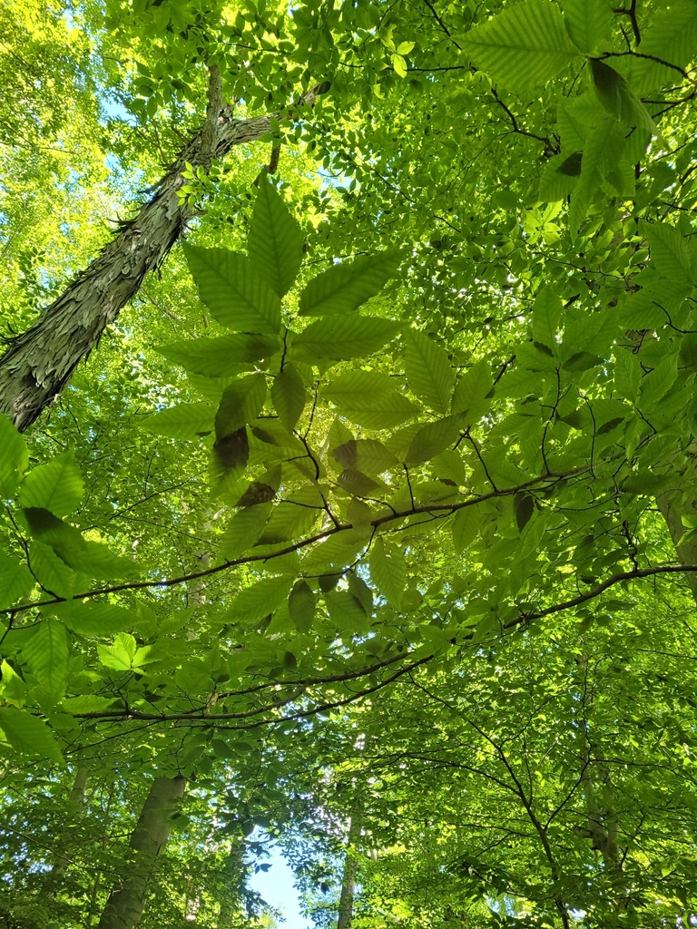 American beech from West Vincent Township, PA, USA on June 28, 2022 at ...