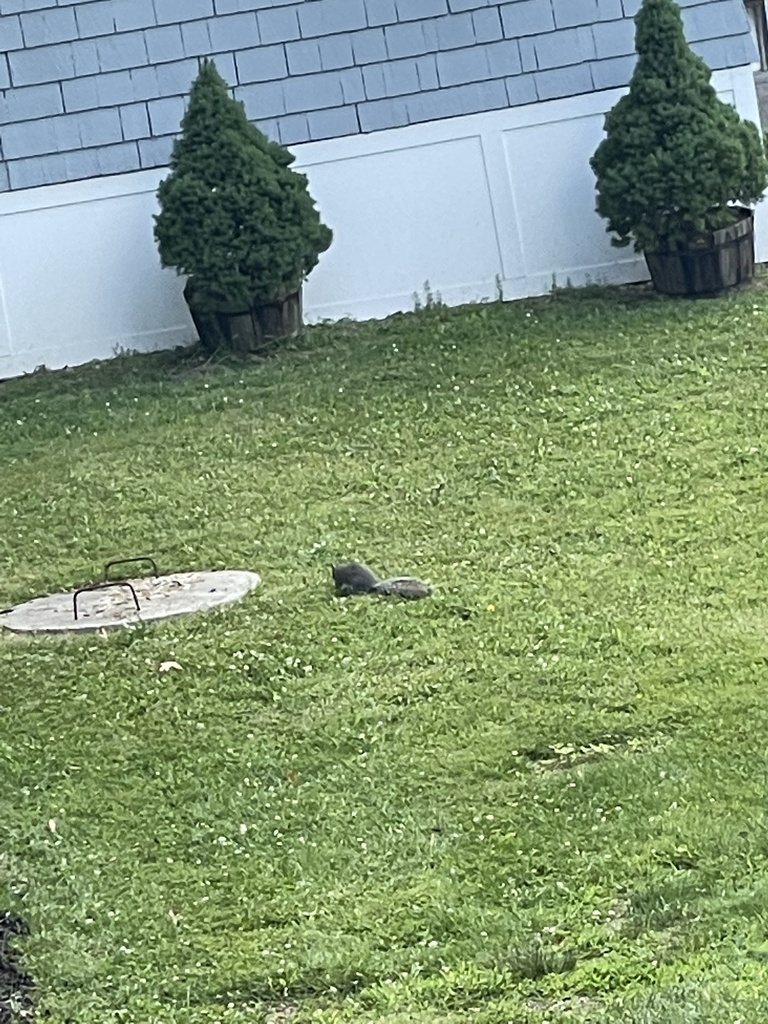 Eastern Gray Squirrel from Narragansett Ave, Pittsfield, MA, US on June ...