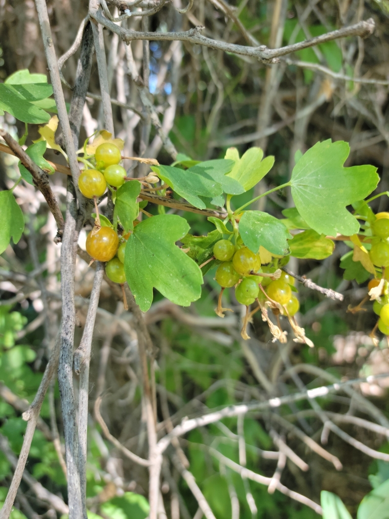 golden currant from ROXBOROUGH, CO 80125, USA on June 28, 2022 at 09:24 ...