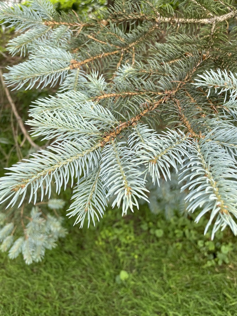blue spruce from Fieldstone Dr, Pittsfield, MA, US on June 28, 2022 at ...