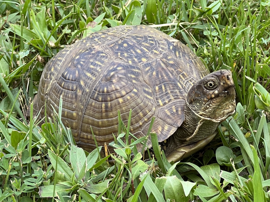 Three-toed Box Turtle in June 2022 by Cherrie-lee P. Phillip · iNaturalist