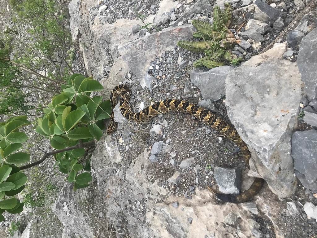 Totonacan Rattlesnake from 37933 Gto., México on June 28, 2022 by ...