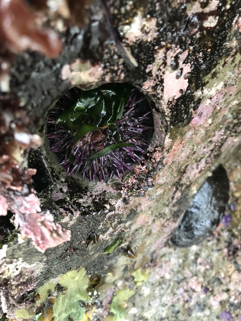 Pacific Purple Sea Urchin from North Pacific Ocean, Otter Rock, OR, US ...