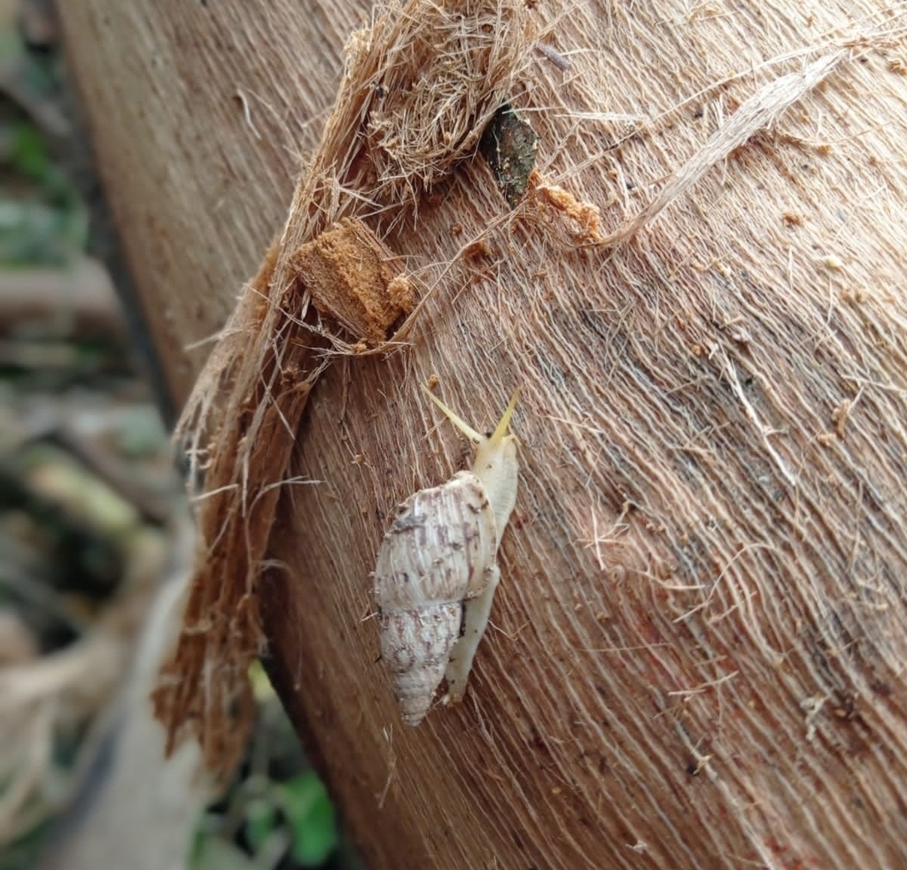 Drymaeus from Ayacucho-Sivia on June 16, 2022 at 01:55 PM by lizet ...