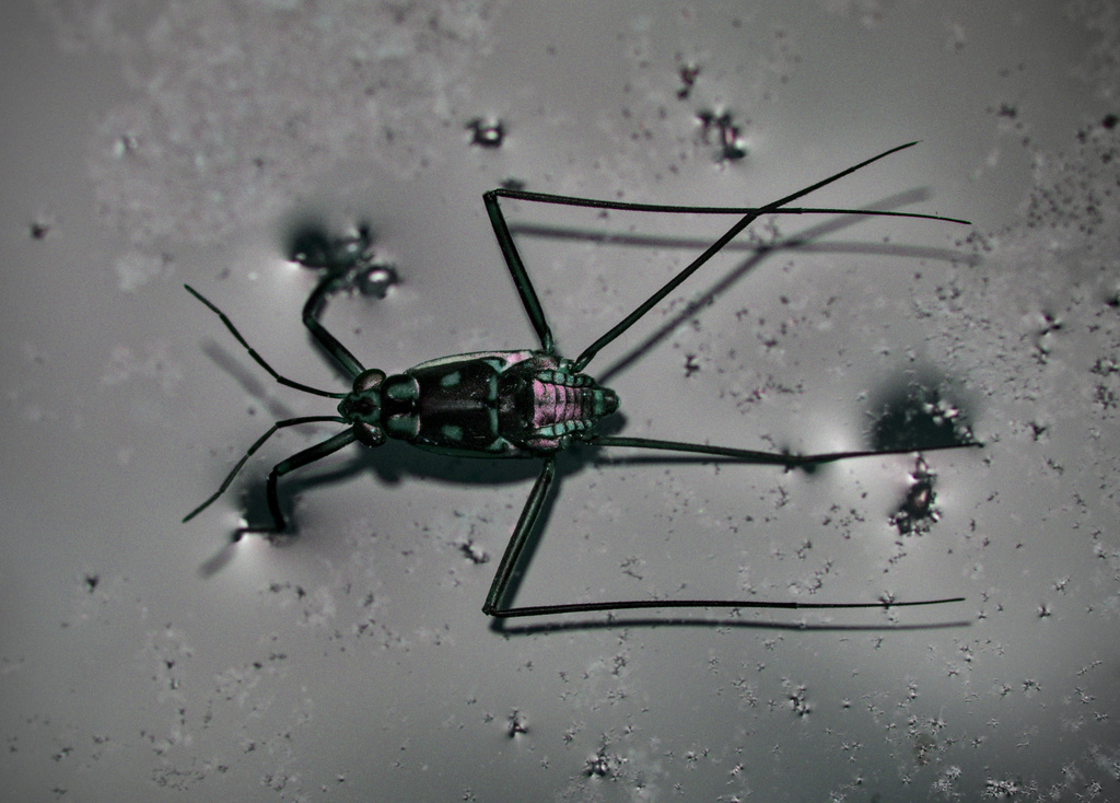 Trepobates subnitidus from Austin, TX, US on June 25, 2022 at 10:52 AM ...