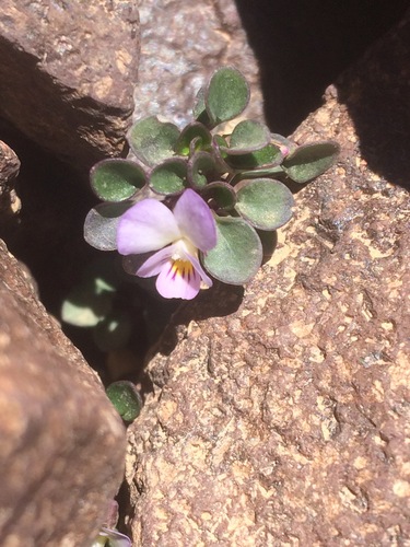 Viola dyris · iNaturalist