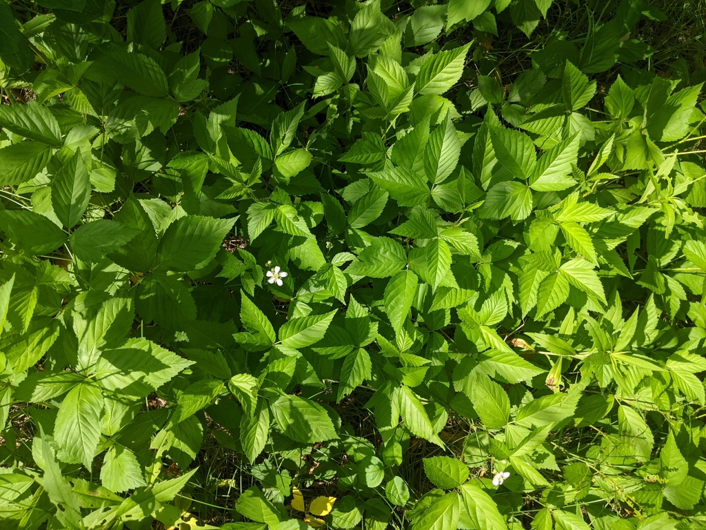 Rubus uniformis in June 2022 by Jaxon. *Rubus uniformis* Bailey ...
