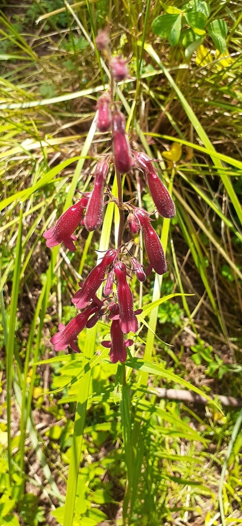 Penstemon miniatus from 52355 San Pedro Tlanixco, Méx., México on ...