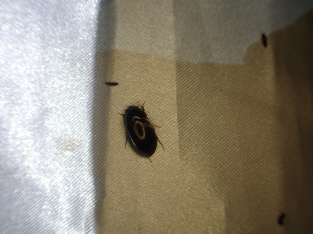 Hydrochara affinis from 台灣苗栗縣 on June 28, 2022 at 08:11 PM by Zheng-An ...