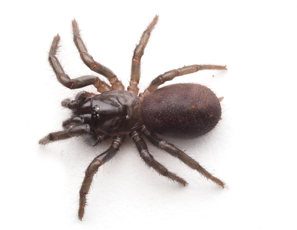 Darling Downs Funnel-web from Toowoomba QLD, Australia on June 29, 2022 ...