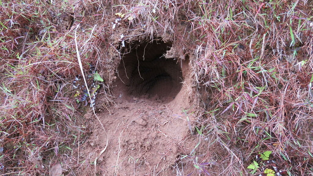 Chinese Pangolin in March 2014 by Hari Basnet · iNaturalist
