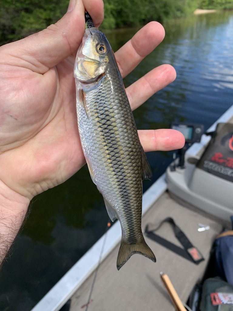 Fallfish from Loon Cove, Sebago, ME, US on June 28, 2022 at 10:20 AM by ...