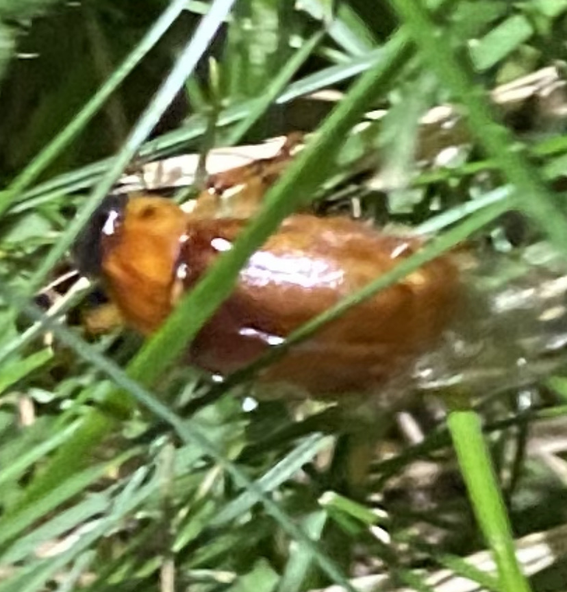 Masked Chafers from Walnut St, Montclair, NJ, US on June 28, 2022 at 10 ...