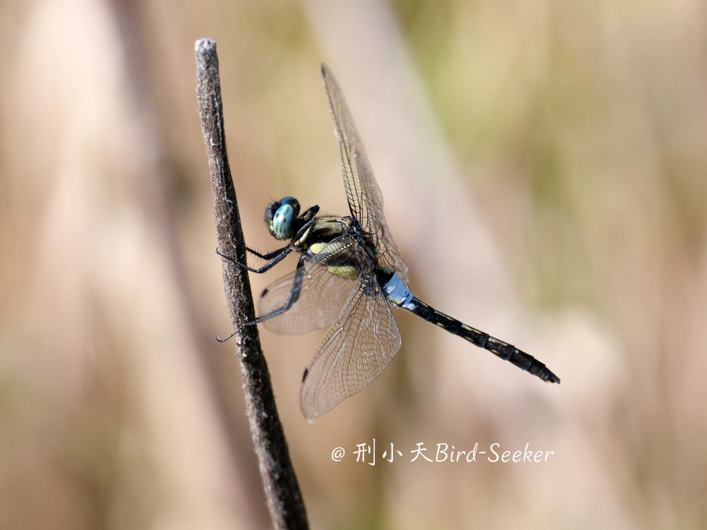 Orthetrum aberrans from Foping County, Hanzhong, Shaanxi, China on July ...