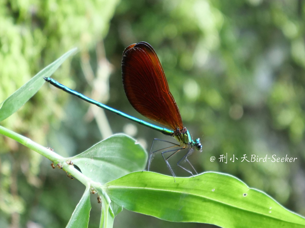 Matrona corephaea from Foping County, Hanzhong, Shaanxi, China on July ...