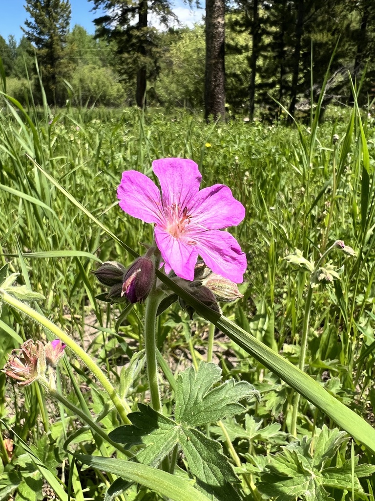 sticky geranium from Caribou-Targhee National Forest, Island Park, ID ...