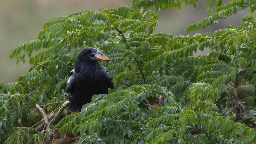 Southwestern Common Raven from Manzanillo, Col., México on March 9 ...