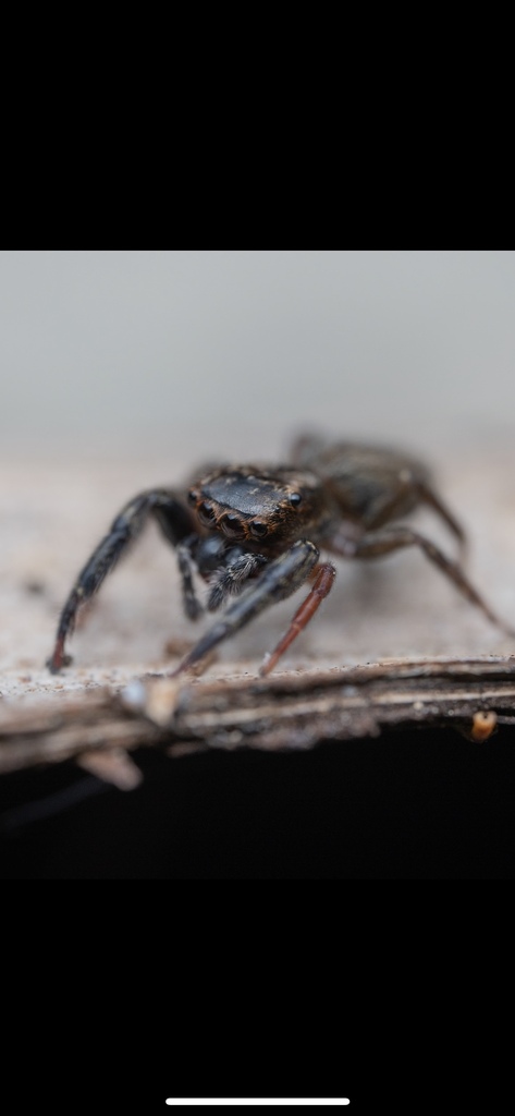 Golden-brown Jumping Spider from Aropaoanui Road, Tangoio, Hawke's Bay ...