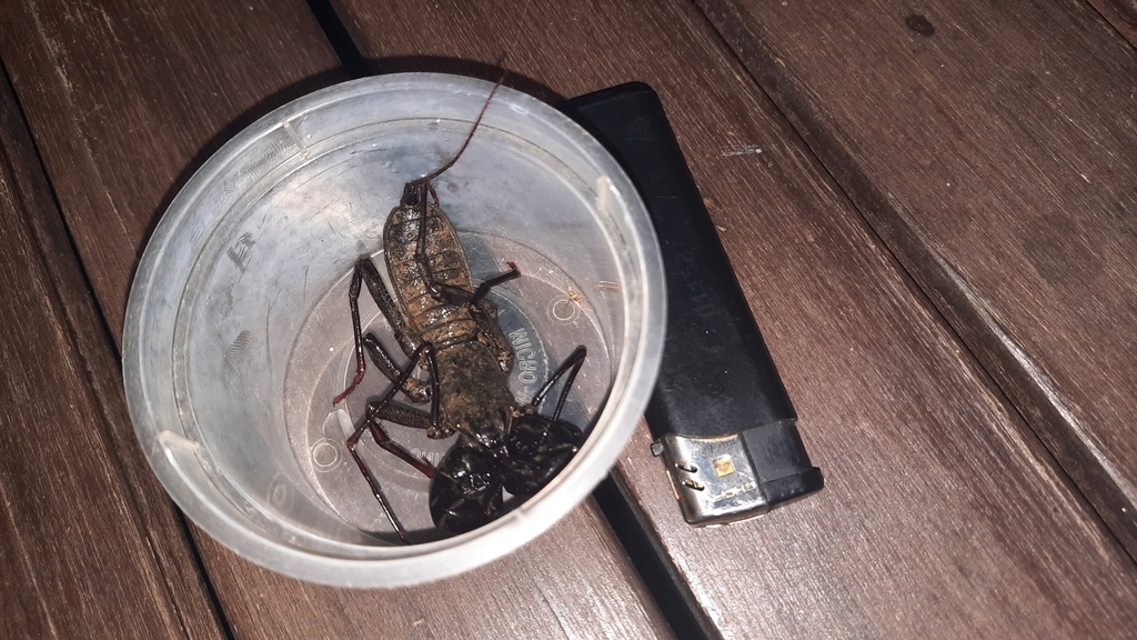 Thelyphonus doriae from 93250, Sarawak, Malaysia on November 03, 2021 ...