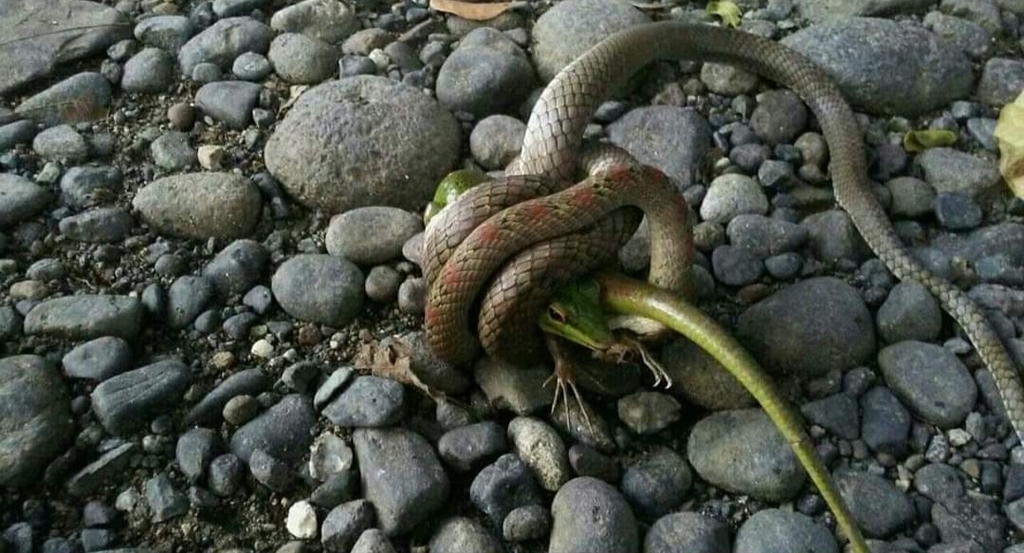 Philippine Paradise Flying Snake from Narra, Bayawan City, Negros ...