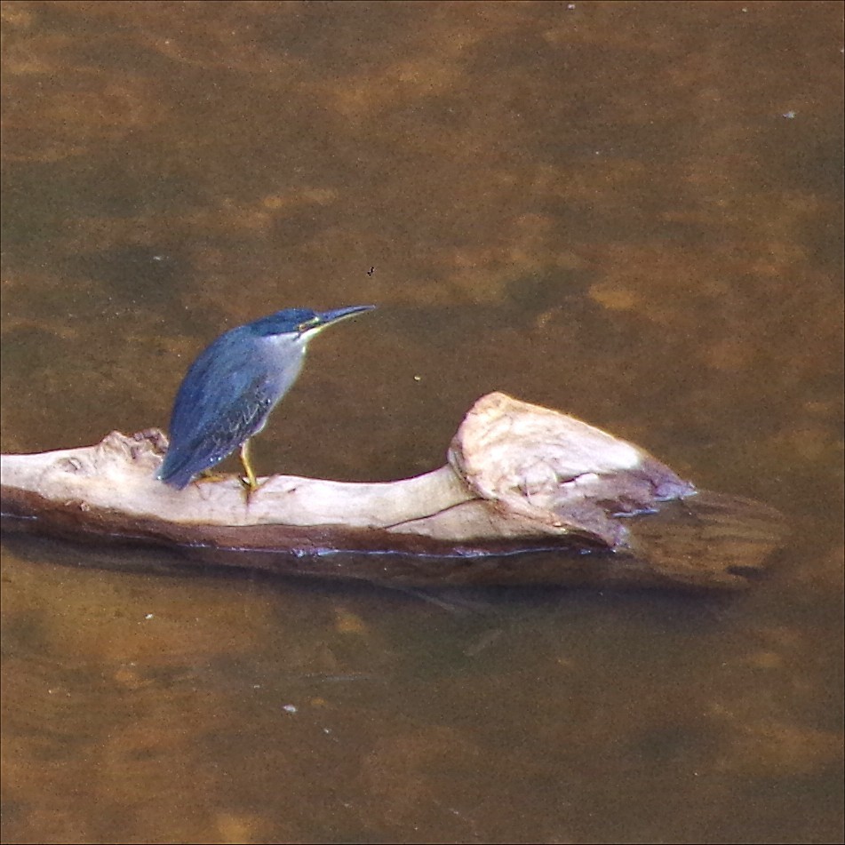 Striated Heron from Archei guelta, Ennedi, Chad on January 27, 2018 at ...