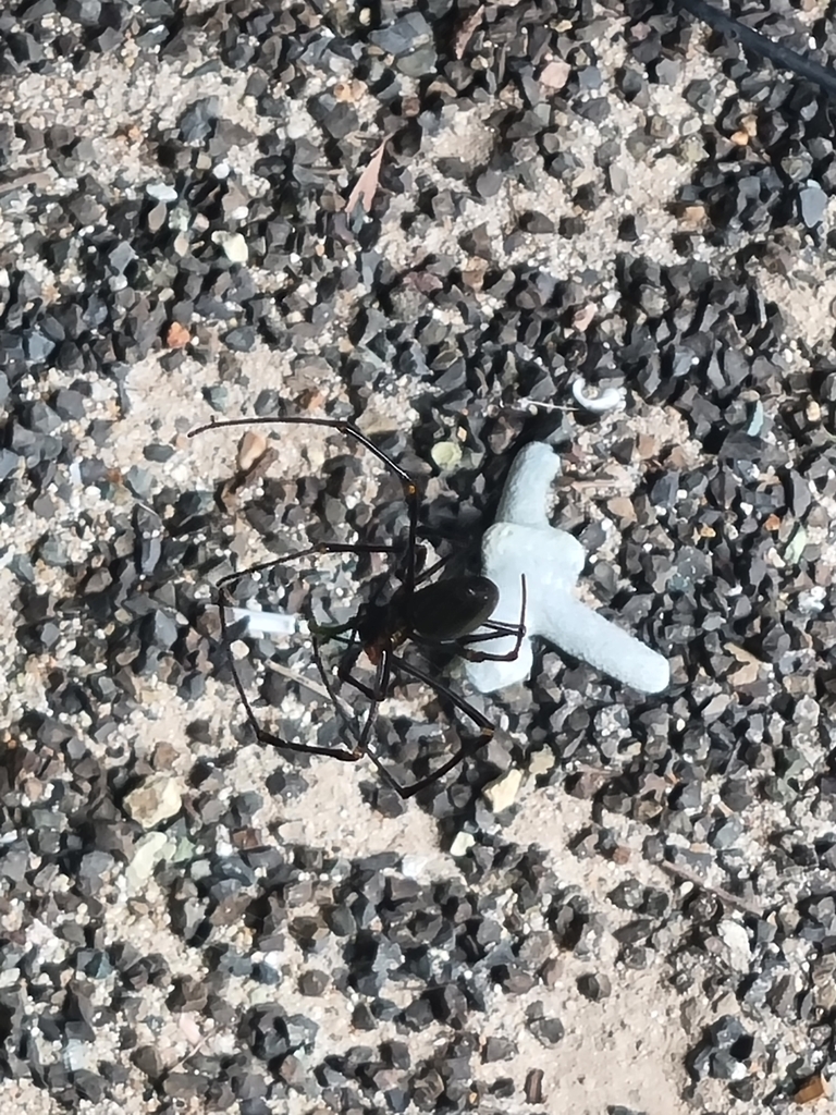 Giant Golden Orbweaver from Mandalay QLD 4802, Australia on June 29 ...