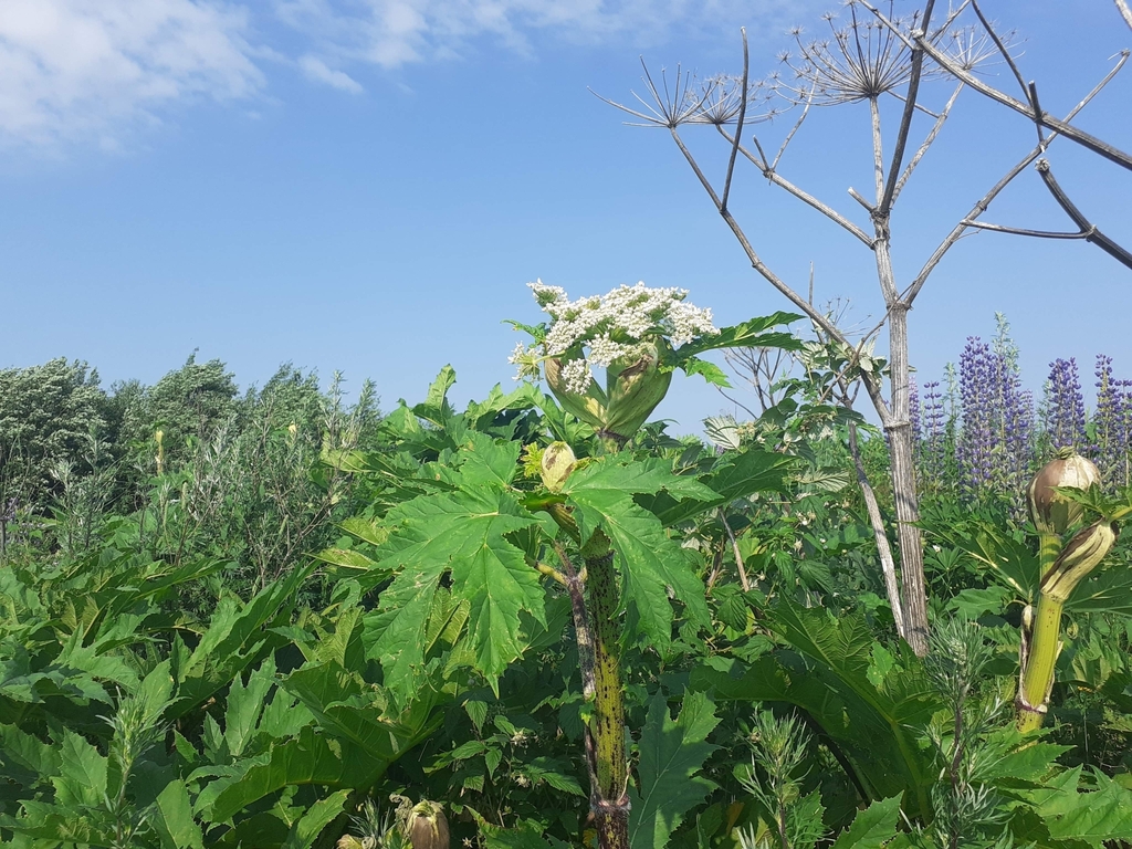 Persian hogweed from Kalliokummuntie, 37560 Hulikankulma, Suomi on June ...