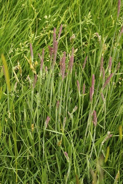 Yorkshire Fog (Grasses of Berkshire, Buckinghamshire and Oxfordshire ...