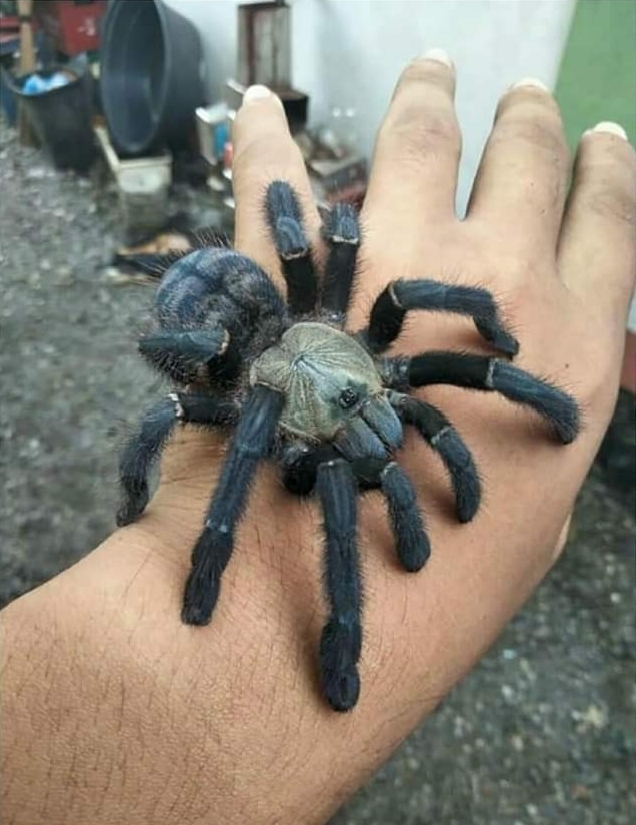 Southeast Asian Tarantulas from CJQ7+R8, Cagayan de Oro, Misamis ...