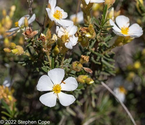 Cistus clusii from oria andalucia spain on May 08, 2022 at 02:44 PM by ...