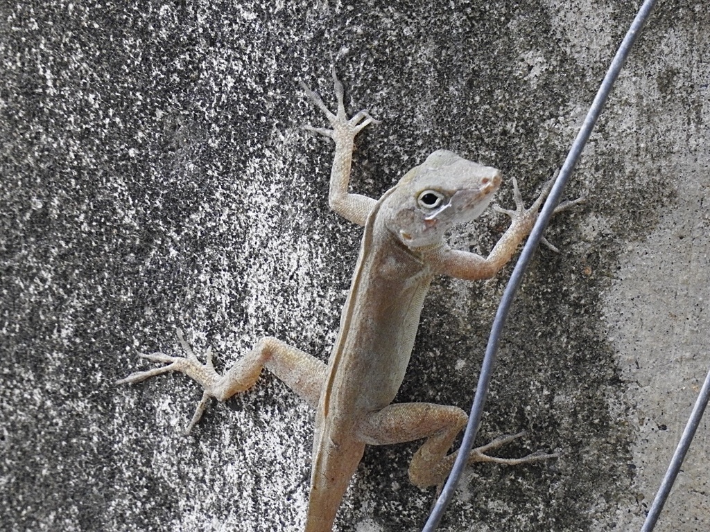 Crested Anole from Parque Central, San Juan, Puerto Rico, US on June 29 ...
