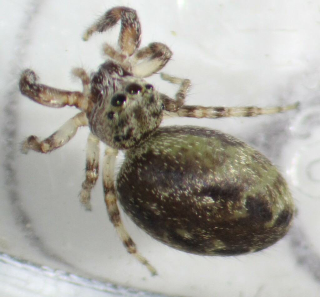 Common White-cheeked Jumping Spider from Murray County, MN, USA on June ...