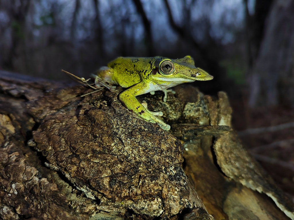 Duck-billed Tree Frog from Estación de Biología Chamela, UNAM on June ...