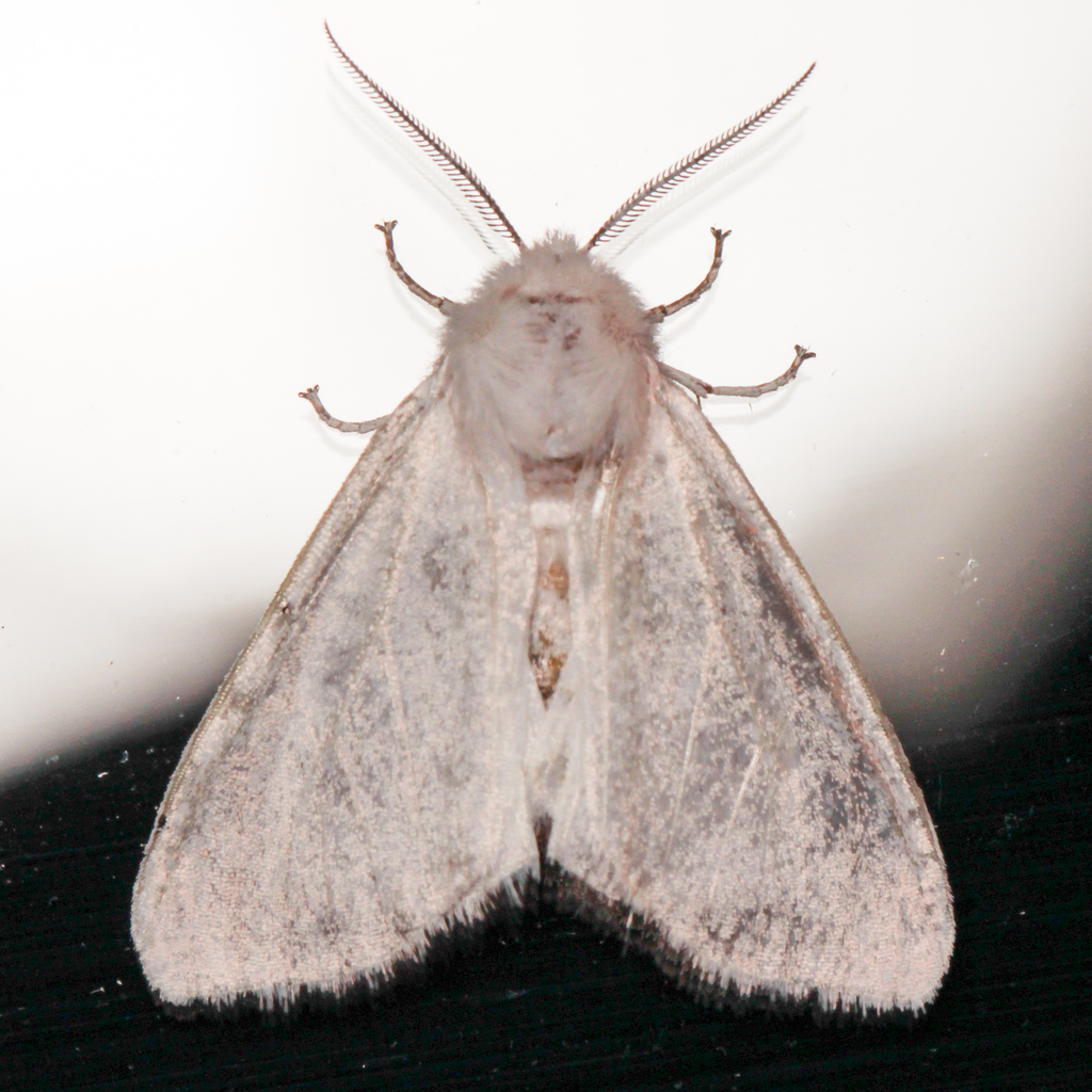 Fall Webworm Moth from 160 Jackson Mill Rd, Weston, WV 26452, USA on ...
