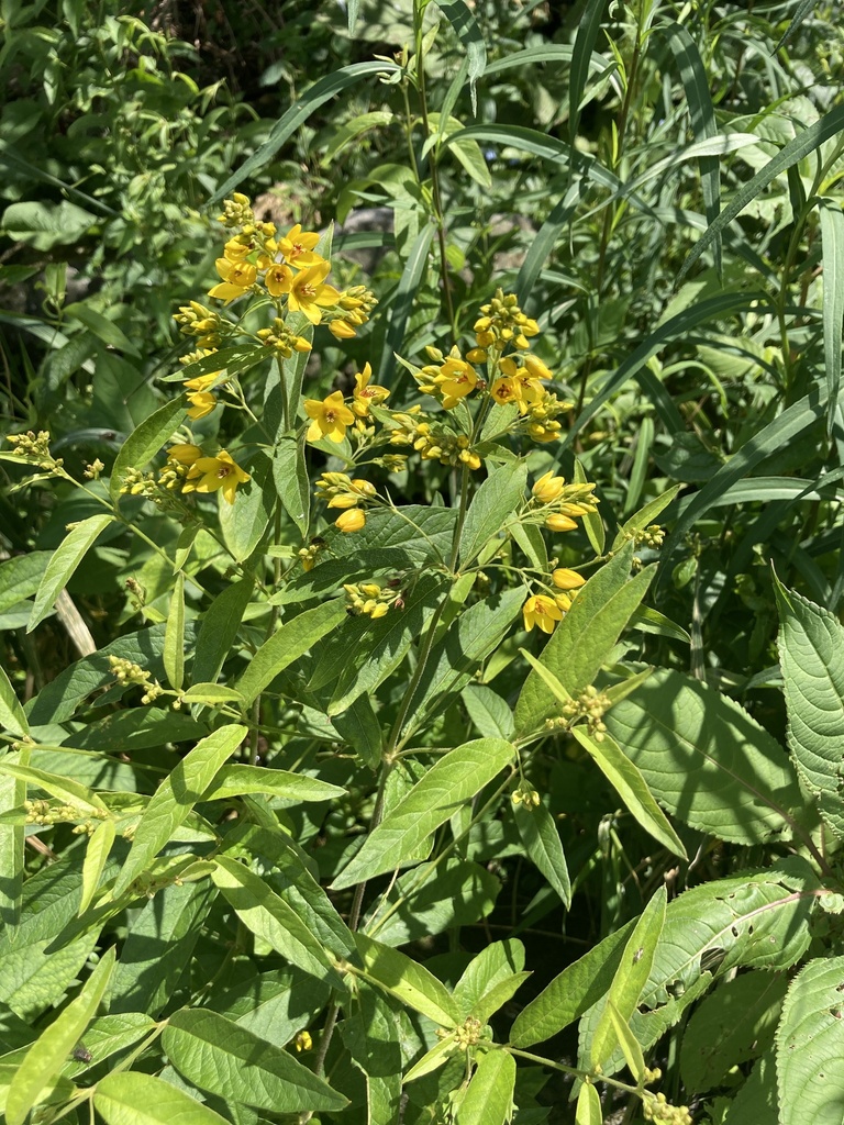 Yellow Loosestrife from Glen Morris Rd W, Brant, ON, CA on June 29 ...