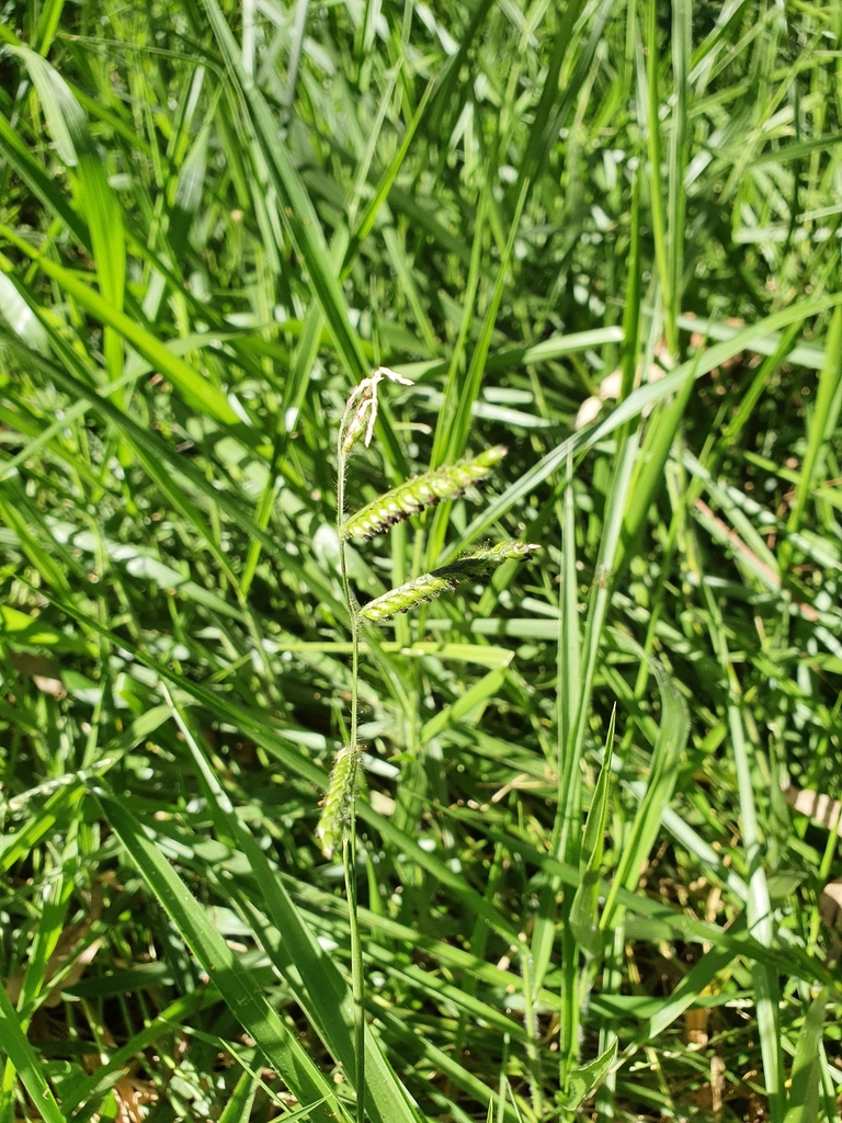 spreading liverseed grass from Thorneside QLD 4158, Australia on June ...