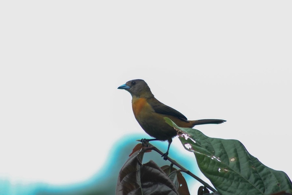 Scarlet-rumped Tanager from Aguirre, Puntarenas, CR on June 29, 2022 at ...