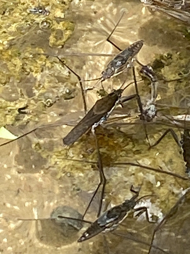 Common Water Strider from Angeles MRCA Open Space, Los Angeles County ...