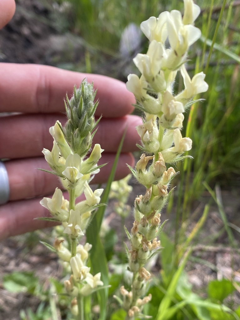 field locoweed from Arapaho & Roosevelt National Forests Pawnee ...